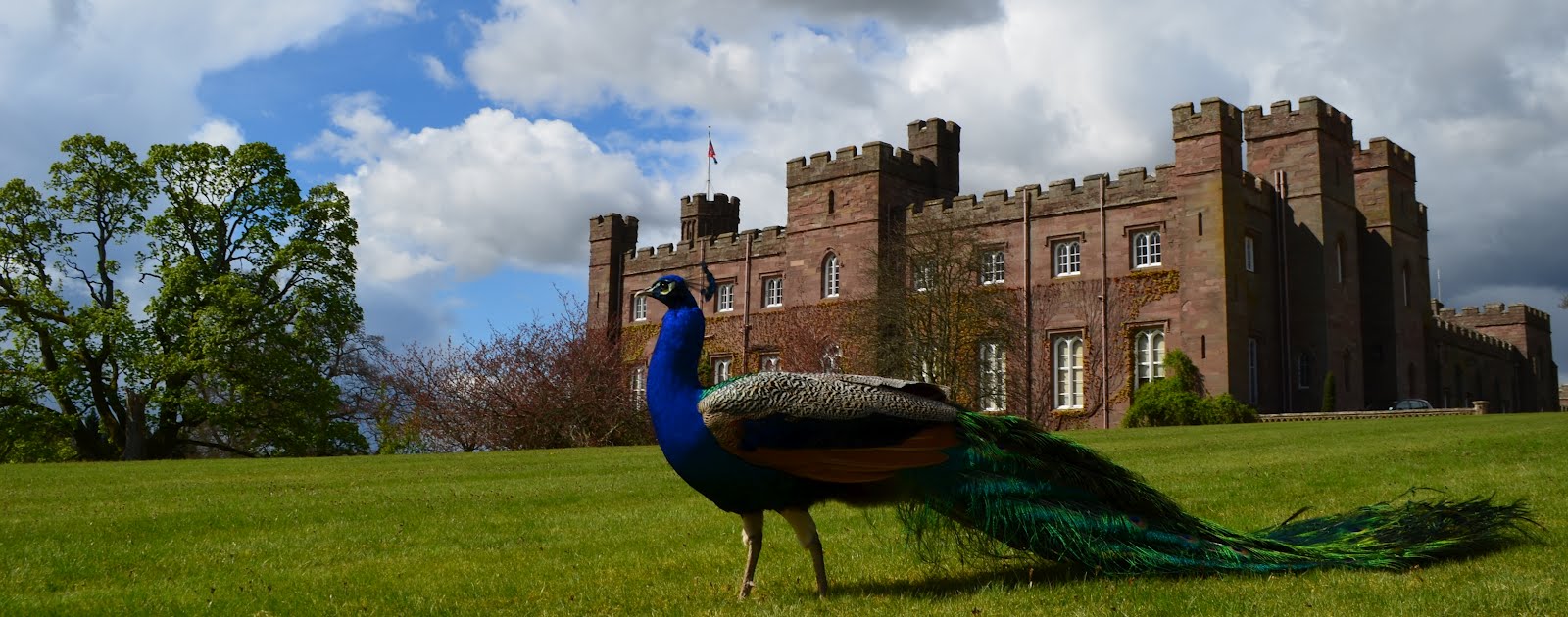 Tour Scotland: Tour Scotland Photographs Peacock Scone Palace Perth ...