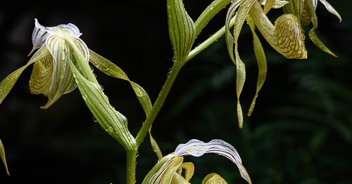 The Orchid Column: Paphiopedilum kolopakingii