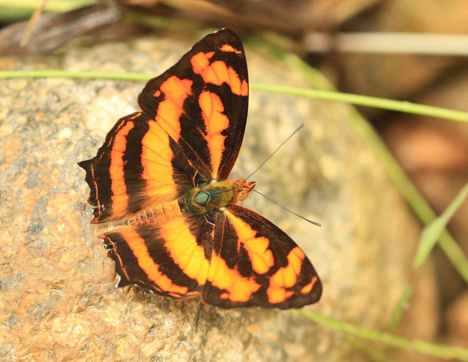 Butterflies of Vietnam: 40. Symbrenthia lilaea (The Common Jester)