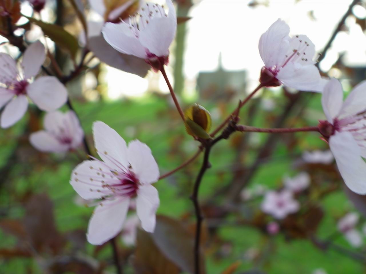 Fleurs de prunier rouge