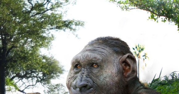 Just Genesis : Genesis on Humans and Apes