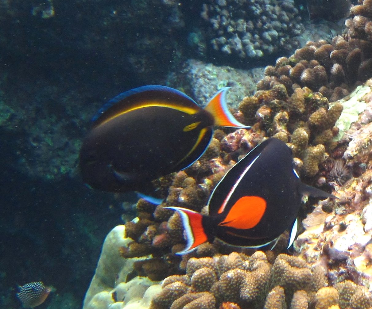 Kona Snorkeling, Fish Watching and Other Adventures: Manini Beach Park ...