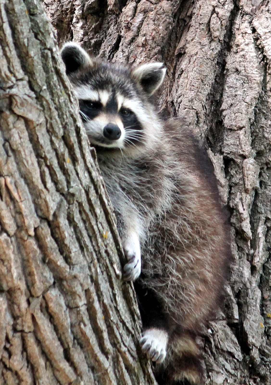 Saindonésie: Apprécier la faune du Québec