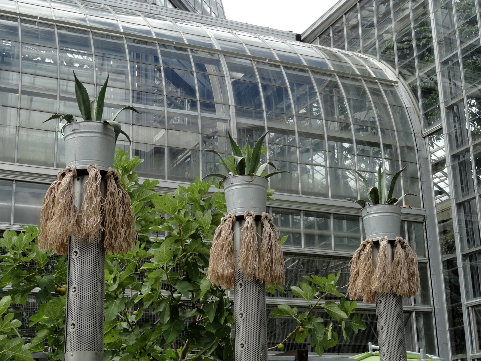 danger garden: Agaves with rope fringe, that's something you don't see ...