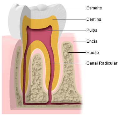 Técnicas ayuda odontológica y estomatológica: ANATOMÍA Y FUNCIÓN DE LA ...