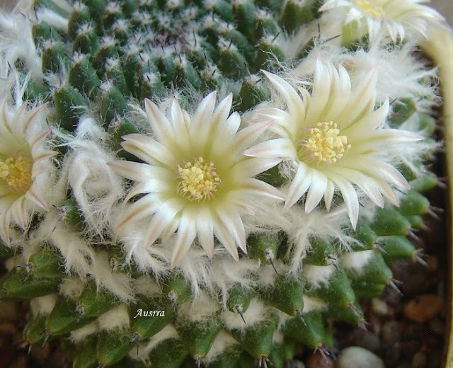 Tarp vėjo gūsių: JOGURTINIS PYRAGAS