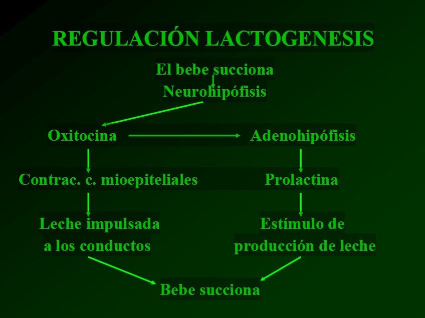 Lactancia materna: TEMA 2
