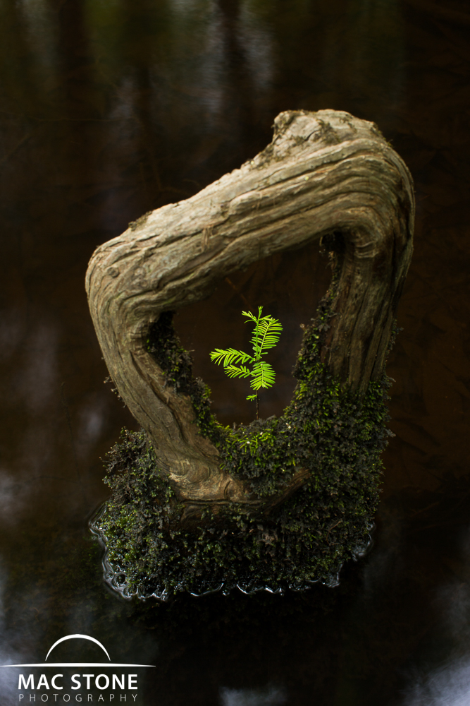 Mac Stone Photography