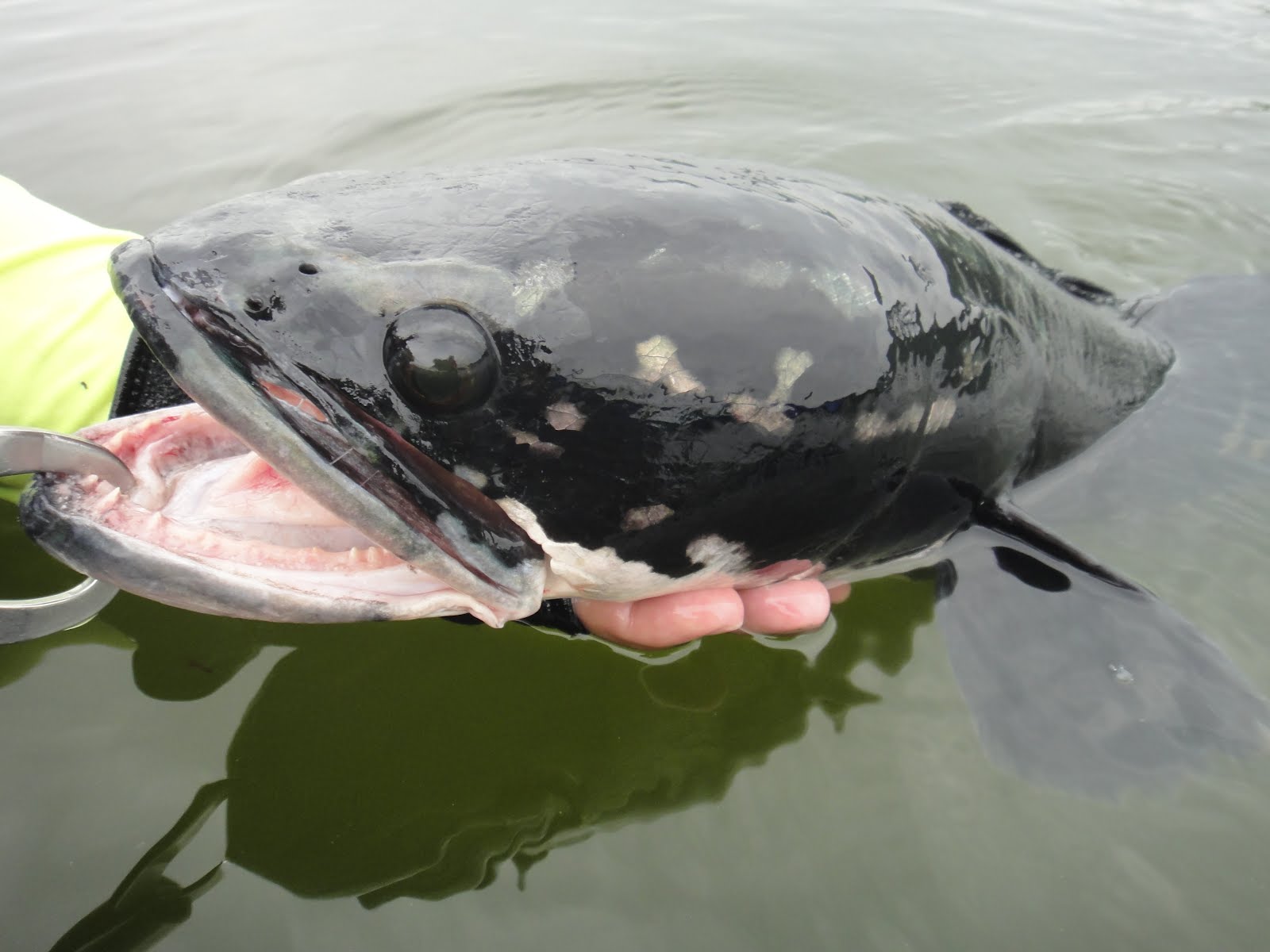 Thailand Giant Snakehead (Toman) And Wild Fishing.: 8KG Massive MAMA ...