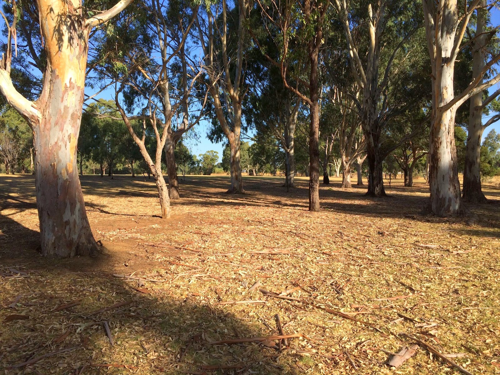 The Thornlie Blog: Hester Park