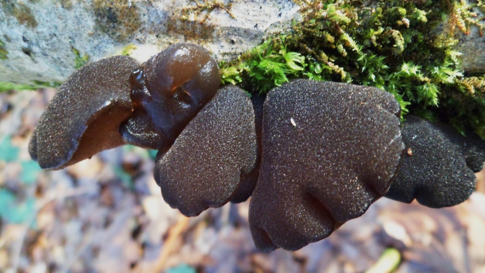 Un micólogo aficionado: Exidia truncata