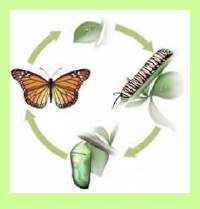 Dunia Sains Dan Teknologi Tahun 2: Kitar hidup rama-rama