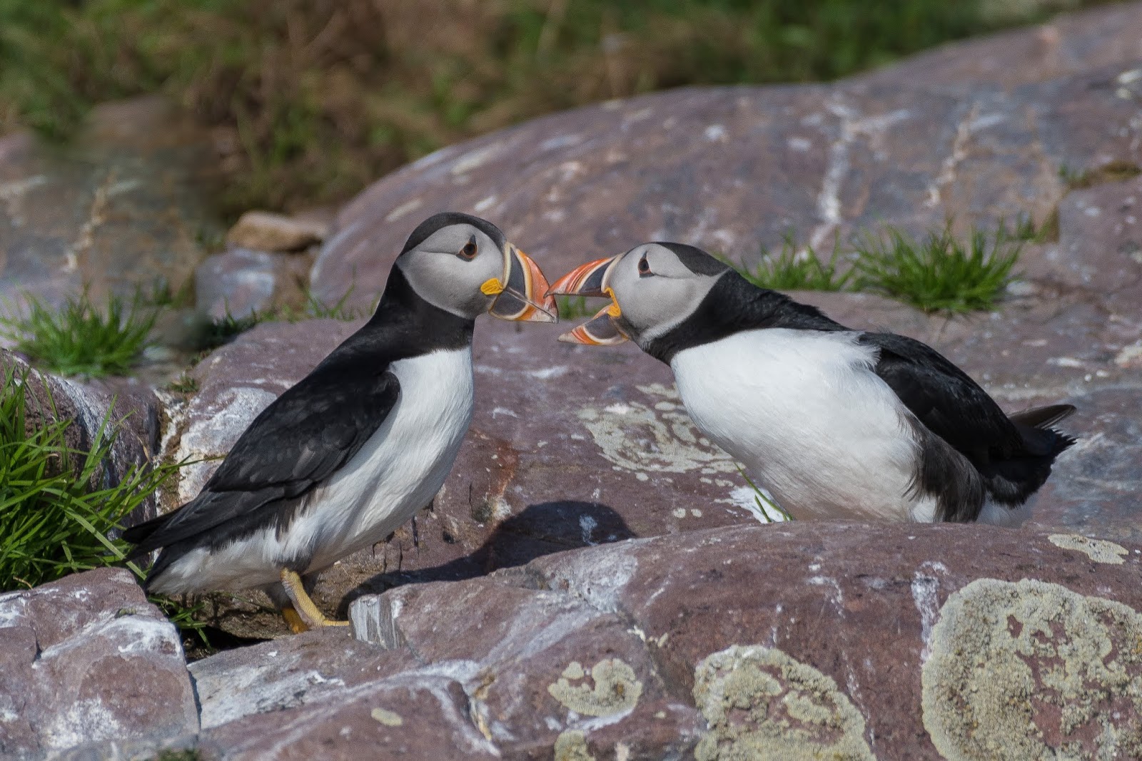 Birding Newfoundland with Dave Brown: Birds of Newfoundland: Atlantic ...
