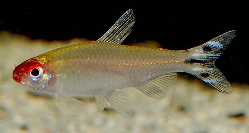 Aquascaping and Nursery: Rummy Nose Tetra