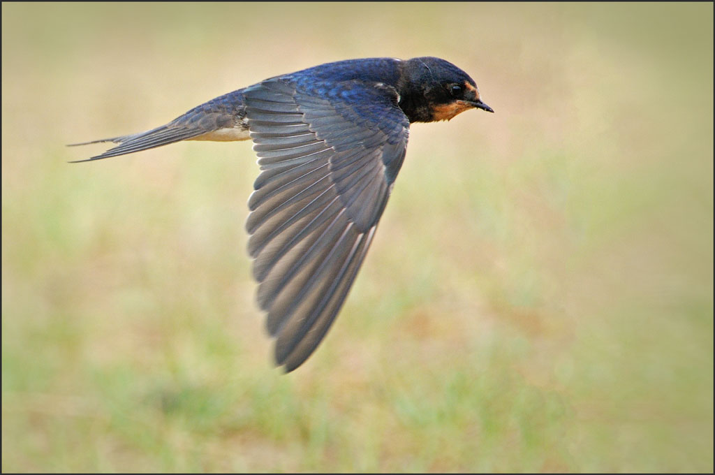 Wouts fotobloG: Boerenzwaluw, licht en snel