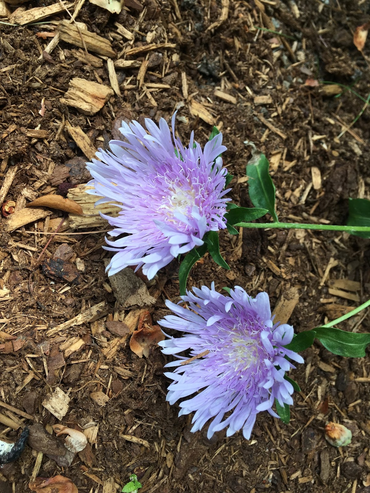 The Sustainable-Enough Garden: Neonics reprised