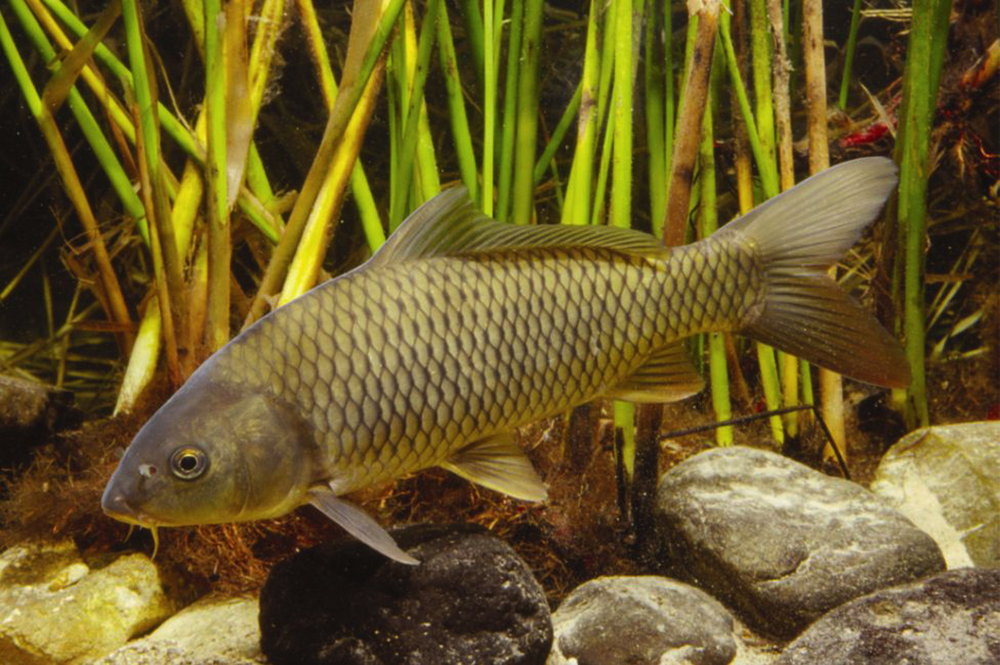 Cyprinus carpio - Rata pethiya | FRESHWATER FISHES OF SRI LANKA