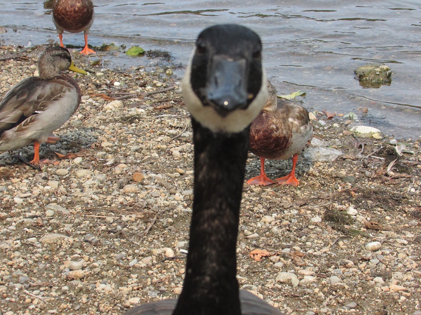 Shoreline Area News: Photo: Goose photobomb