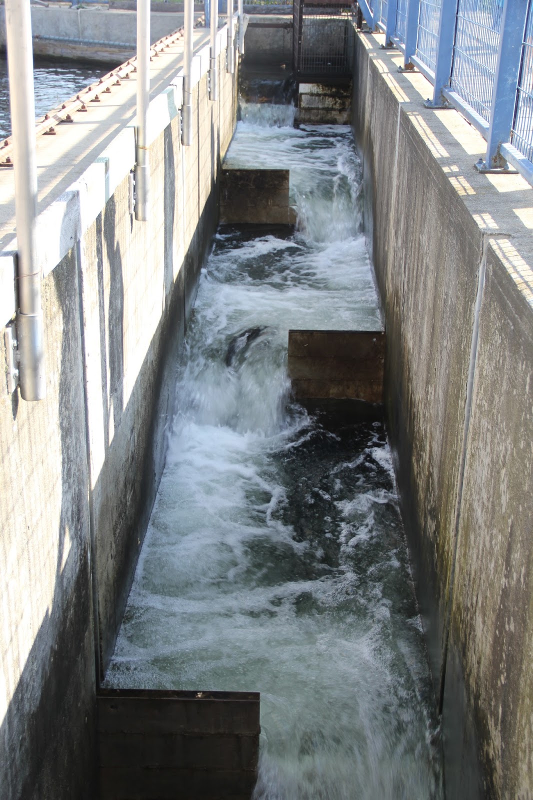 Isabella Conservation District Environmental Education Program: Field ...