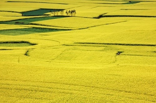 Foto Lautan Bunga di China | LIAT AJA