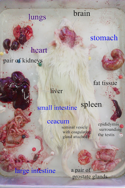 Maple's diary: Male rat dissection