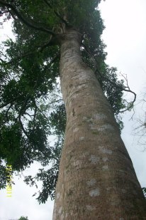 brokebackpacker: MT. PALAY PALAY - TERNATE, CAVITE
