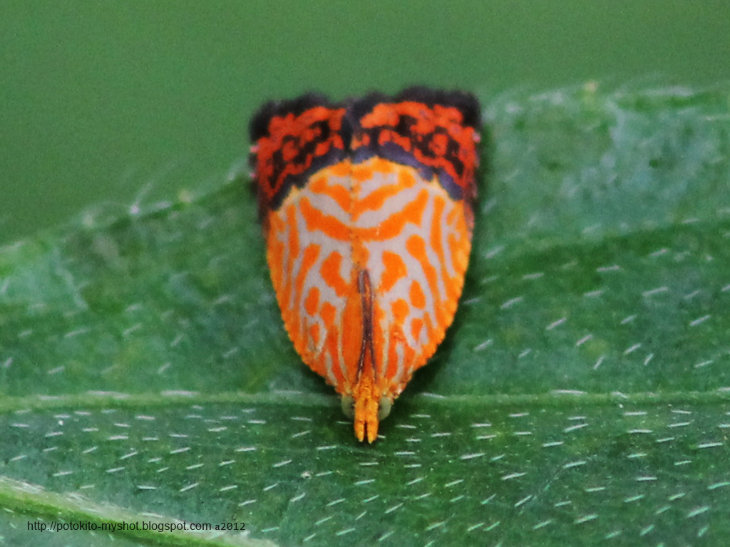 My Shot Gallery of Bengkulu: Orange Tortricid Moth (Loboschiza ...