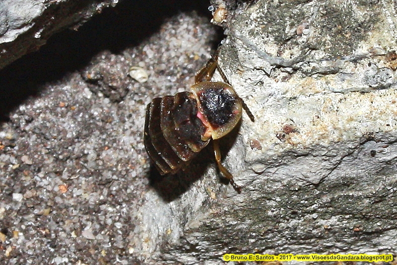 Visões da Gândara: Insecto Bioluminescente no Quintal - II: