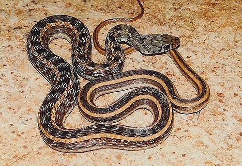 Buff Striped Keelback | Snakes