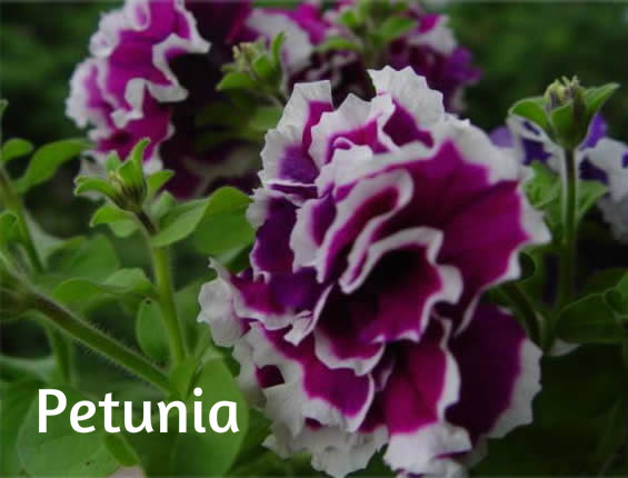 Petunia,surfinija,milion bels