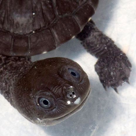 VJBrendan.com: Photo Gallery - Crazy Animals