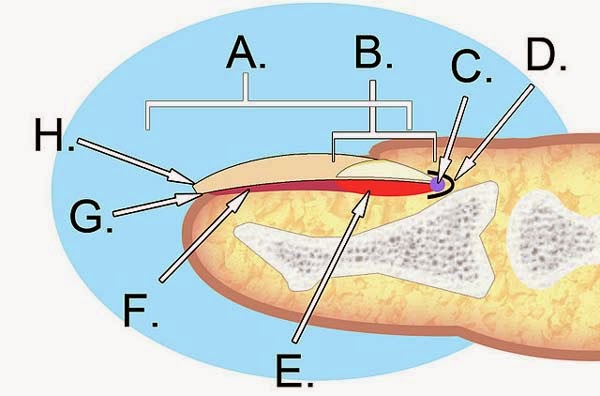 Rumah Pelangi Terapi Tinggi Badan: Apa Sih Fungsi Kuku
