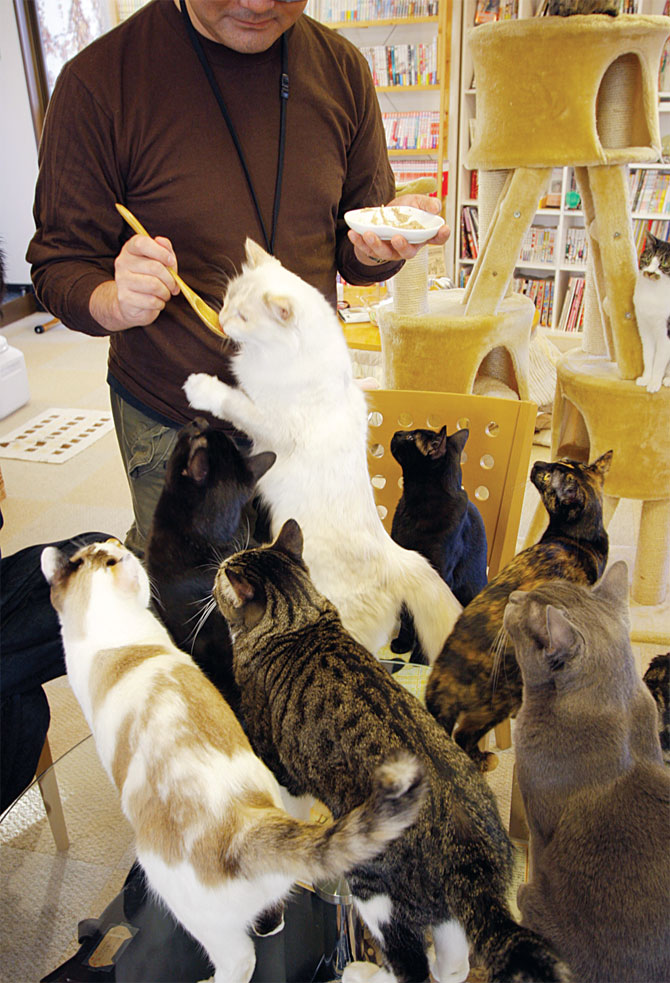 With Both Hands: Catenation! Cats + Caffeine + Comestibles = Japanese ...
