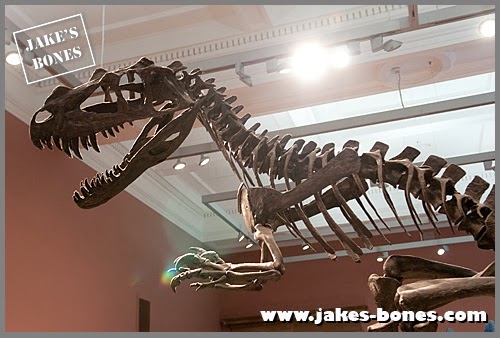 The amazing Ceratosaurus nasicornis : Jake's Bones