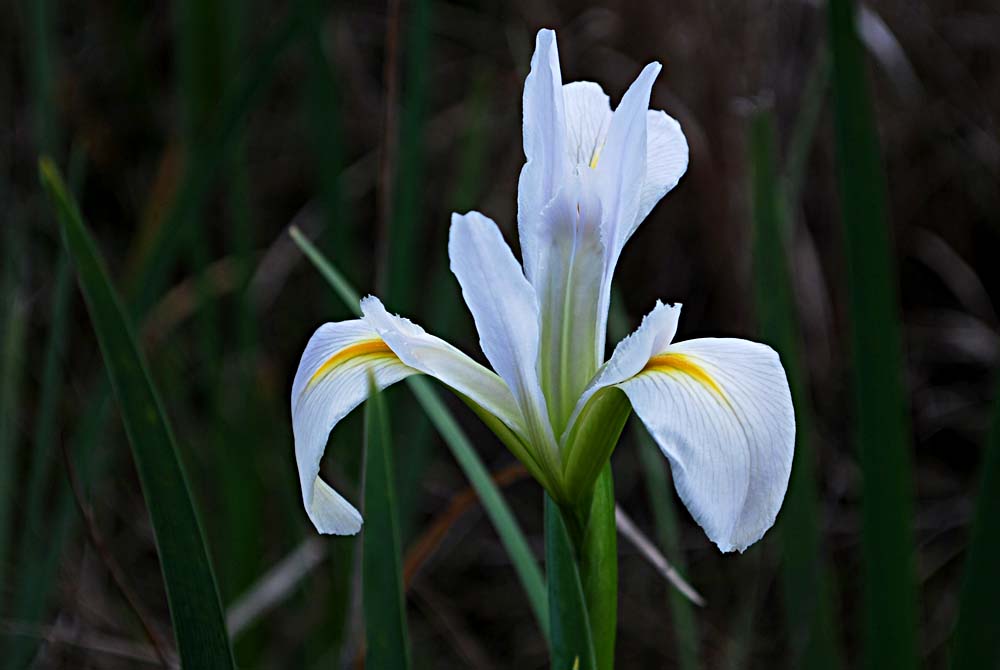 Space Coast Wildflowers: Wildflower Portraits