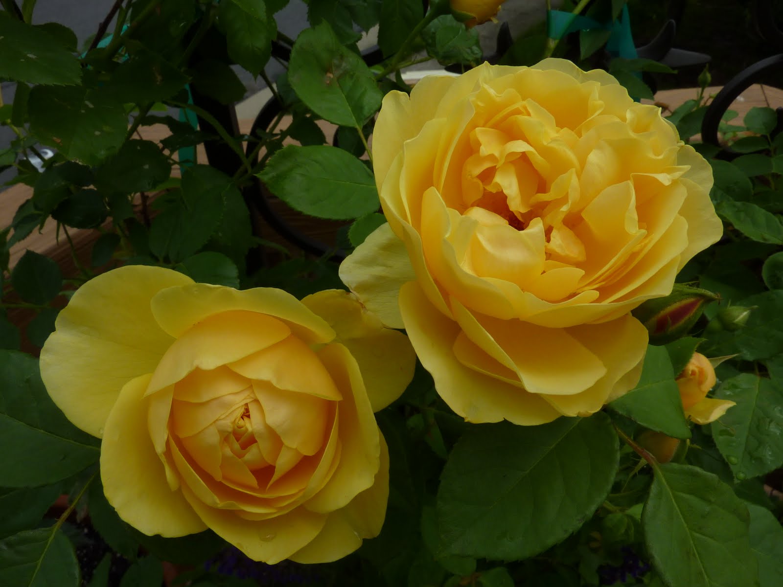 Flat Bottom Flowers: Graham Thomas Turns 3!