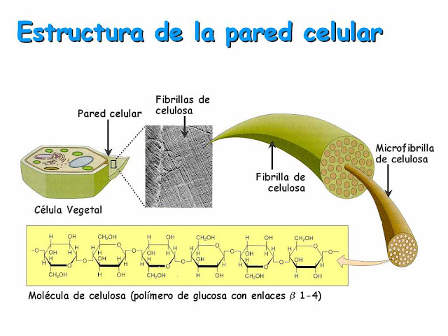 BIOLOGIA: CÉLULA