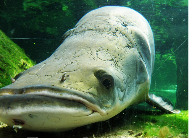 Animals of the world: Arapaima