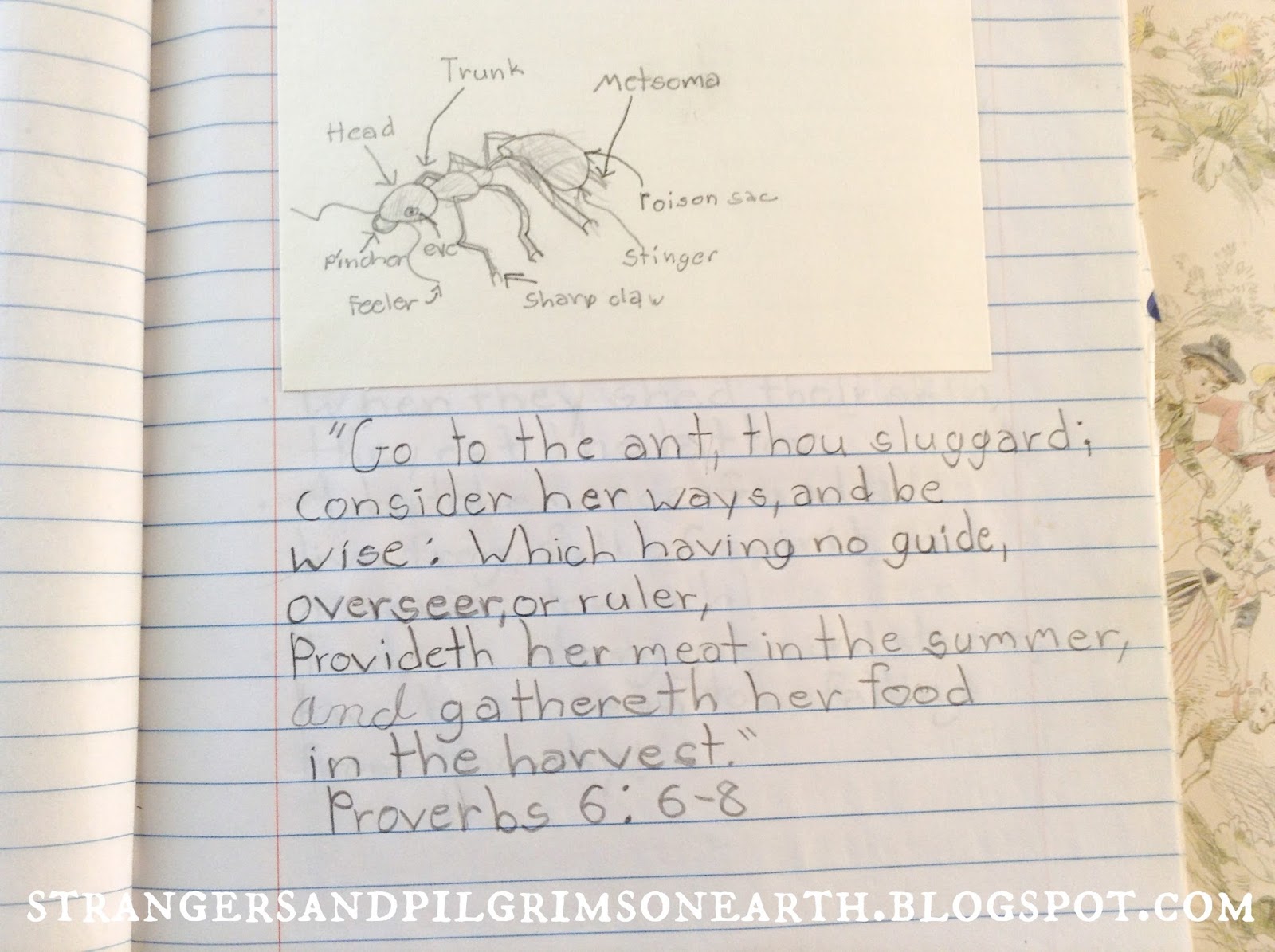 Strangers & Pilgrims on Earth: Sample of Our Nature Study Notebook ...