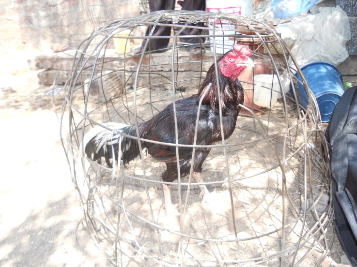 Fighting Rooster: pure breed Asils