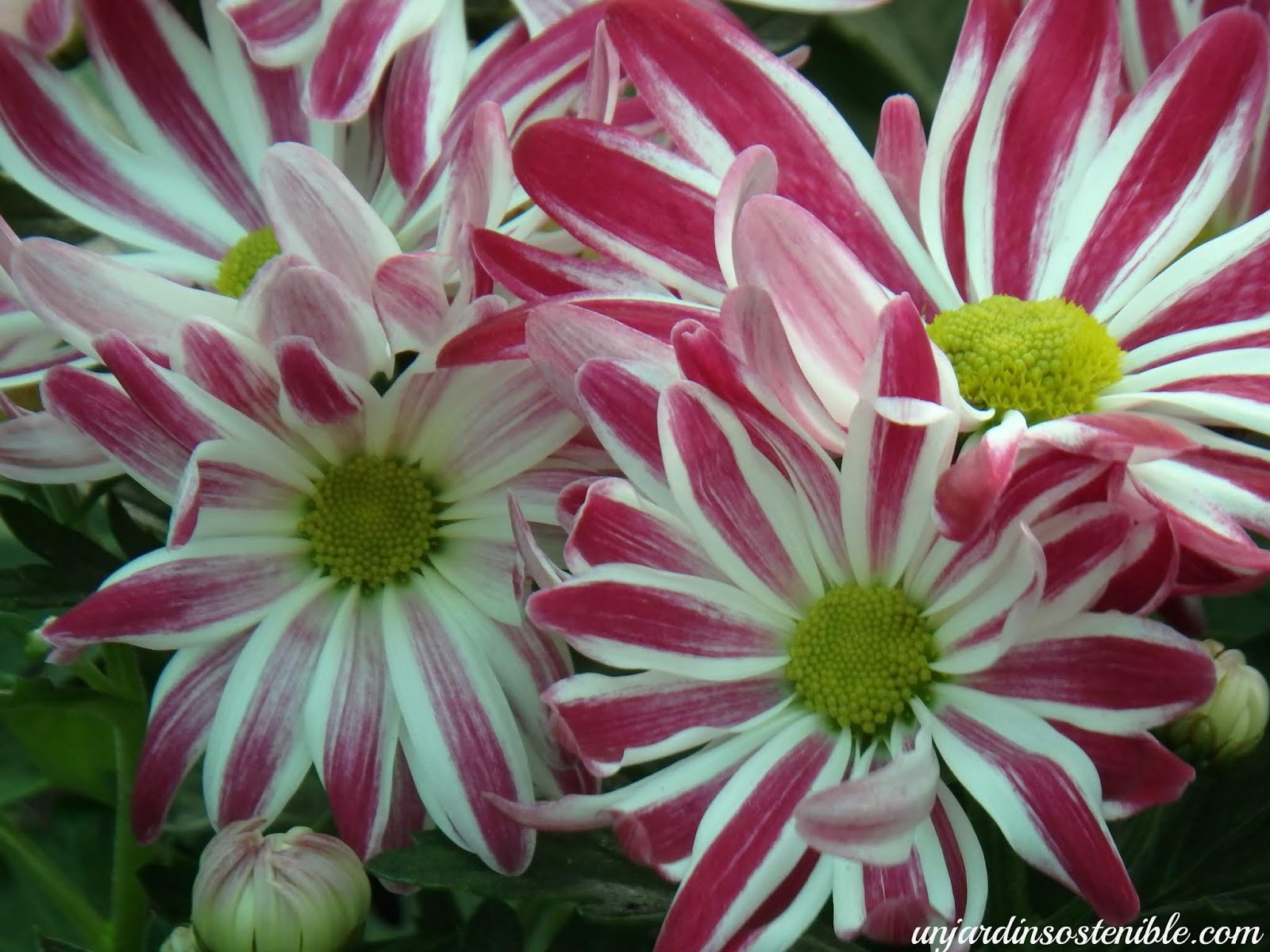 Crysanthemum sp (Crisantemo)
