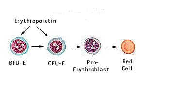 BIOL4550JJ: Erythropoietin - Function