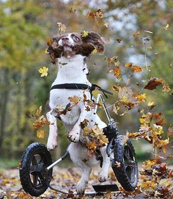 FUNNY PICS FOR YOU: Help Disabled Animals