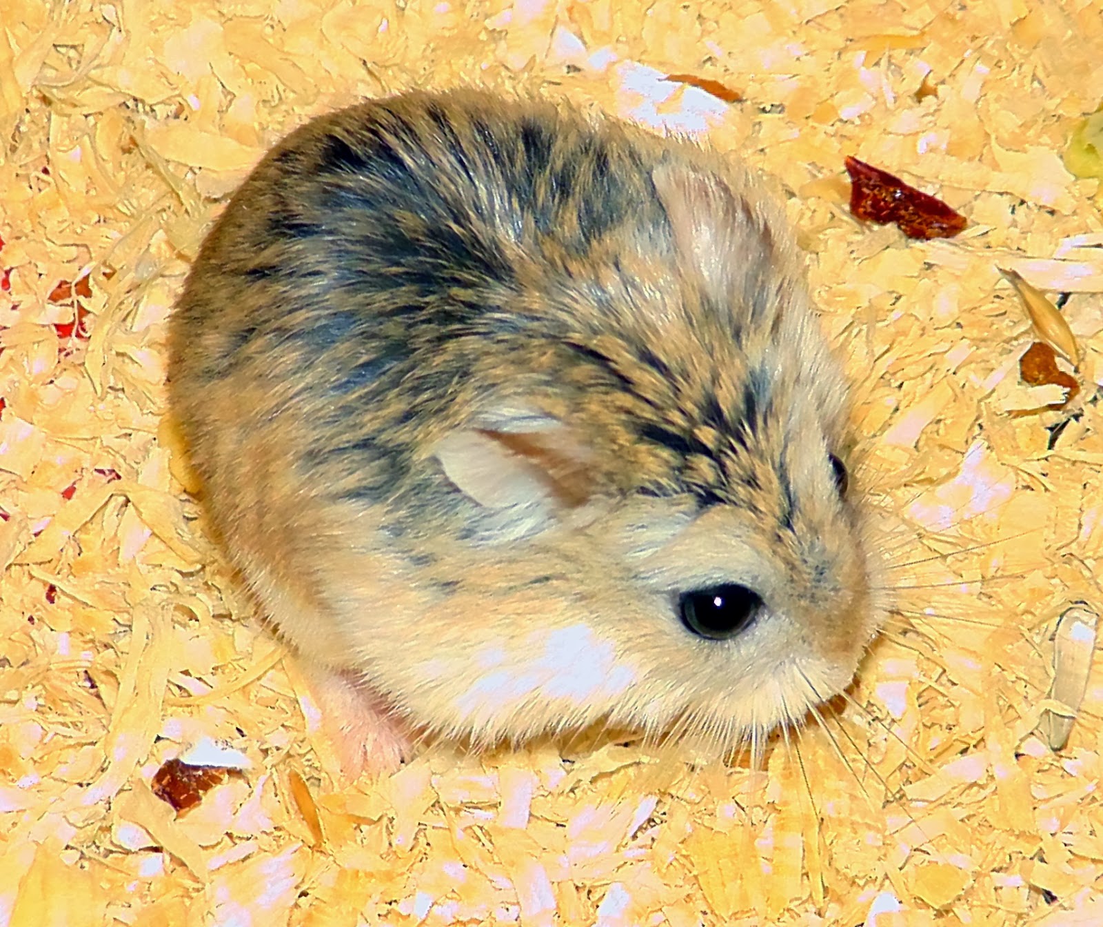 Roborovski hamster, Breeding Roborovski hamster part 3 - veterinary online