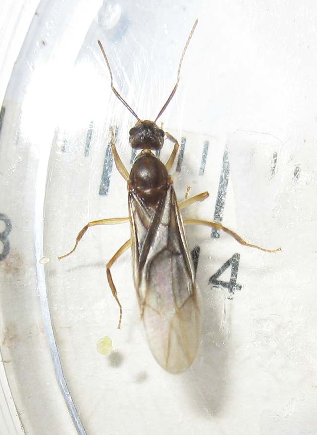 Photos and Info on Ants and Termites of Malaysia: Euprenolepis