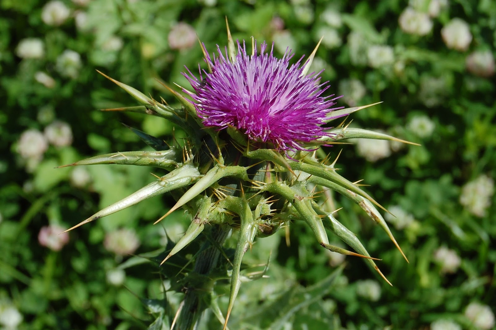 Flora da Serra da Arrábida: Cardo-de-santa-maria (Silybum marianum)
