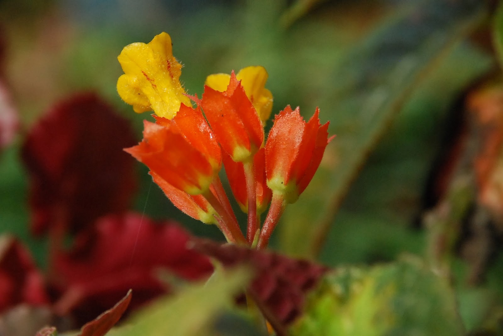 My little vegetable garden: of yellow, orange and red.