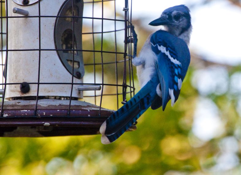 Teratology: Native Birds of Cape Cod