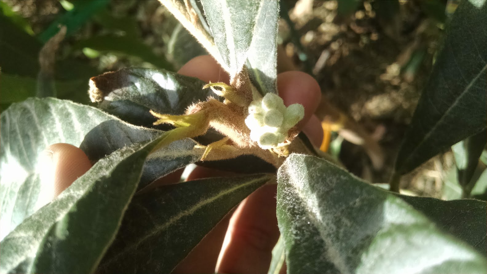 Desert Valley Orchard: McBeth Loquat