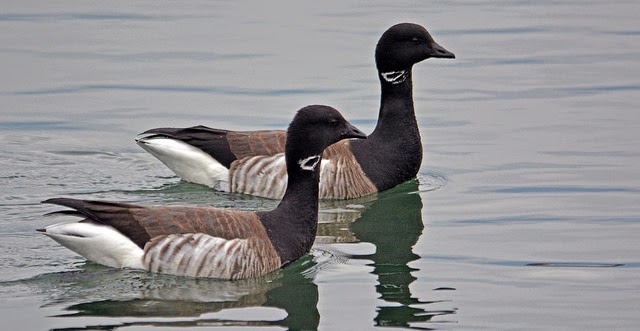 Brant Goose: Brant Goose Facts